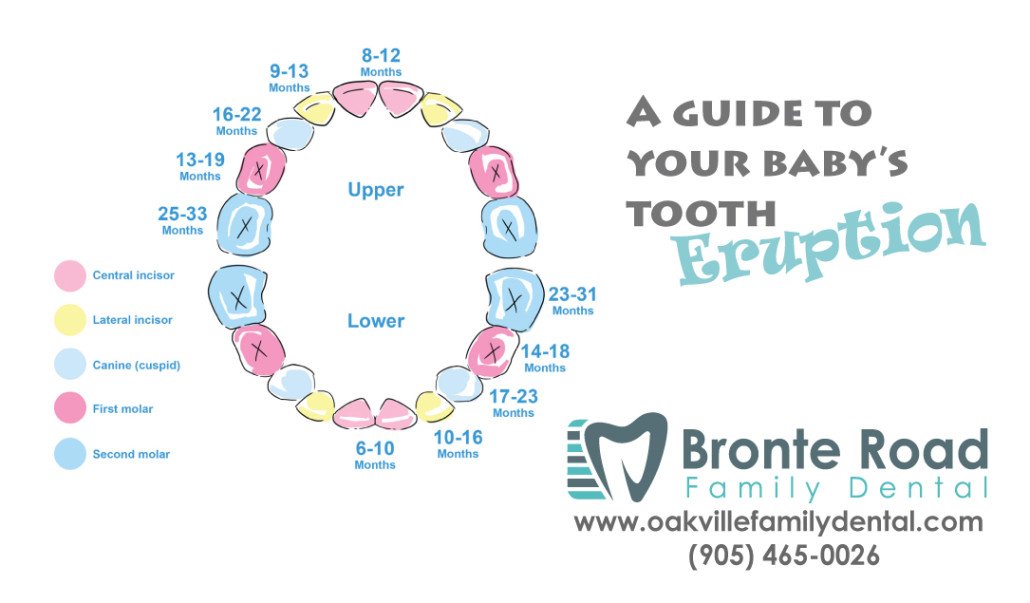 Baby teething: 7 tips for busy parents (with teeth eruption chart ...